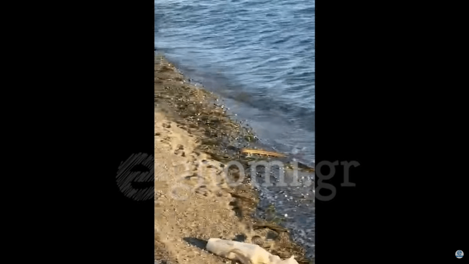 Αναστάτωση στον Αλμυροπόταμο Ευβοίας: Η στιγμή που ένα φίδι κολυμπάει ...